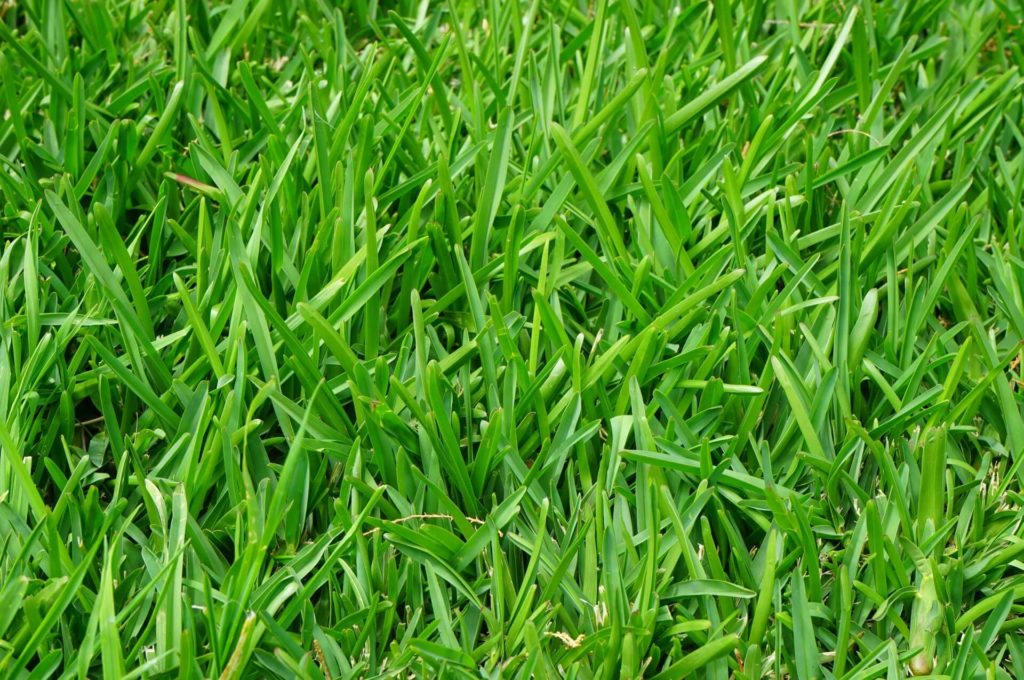 Lush Grass | Prolawn of Pennsylvania